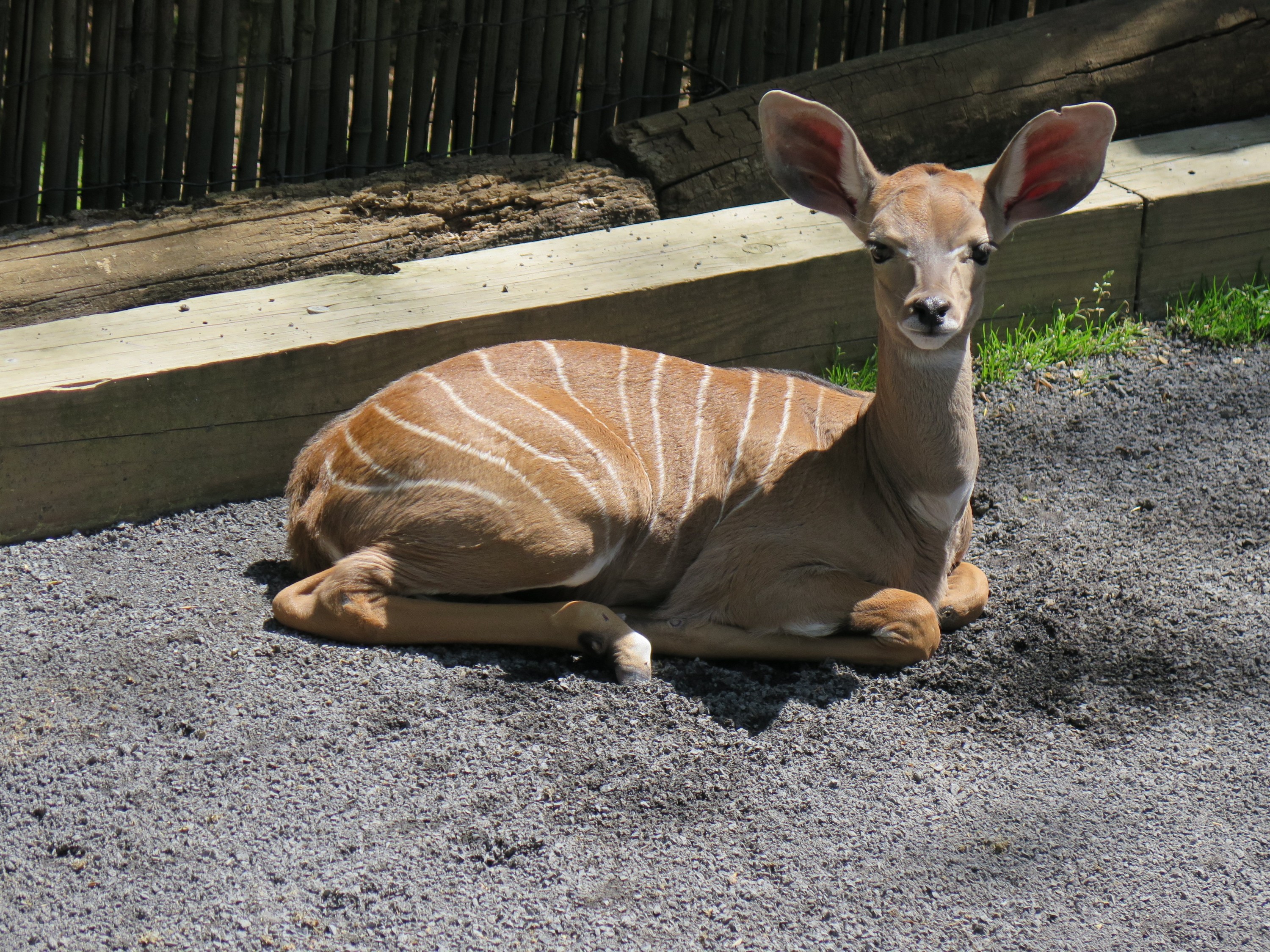 The National Zoo's Lesser Kudu Family Just Grew By One | DCist