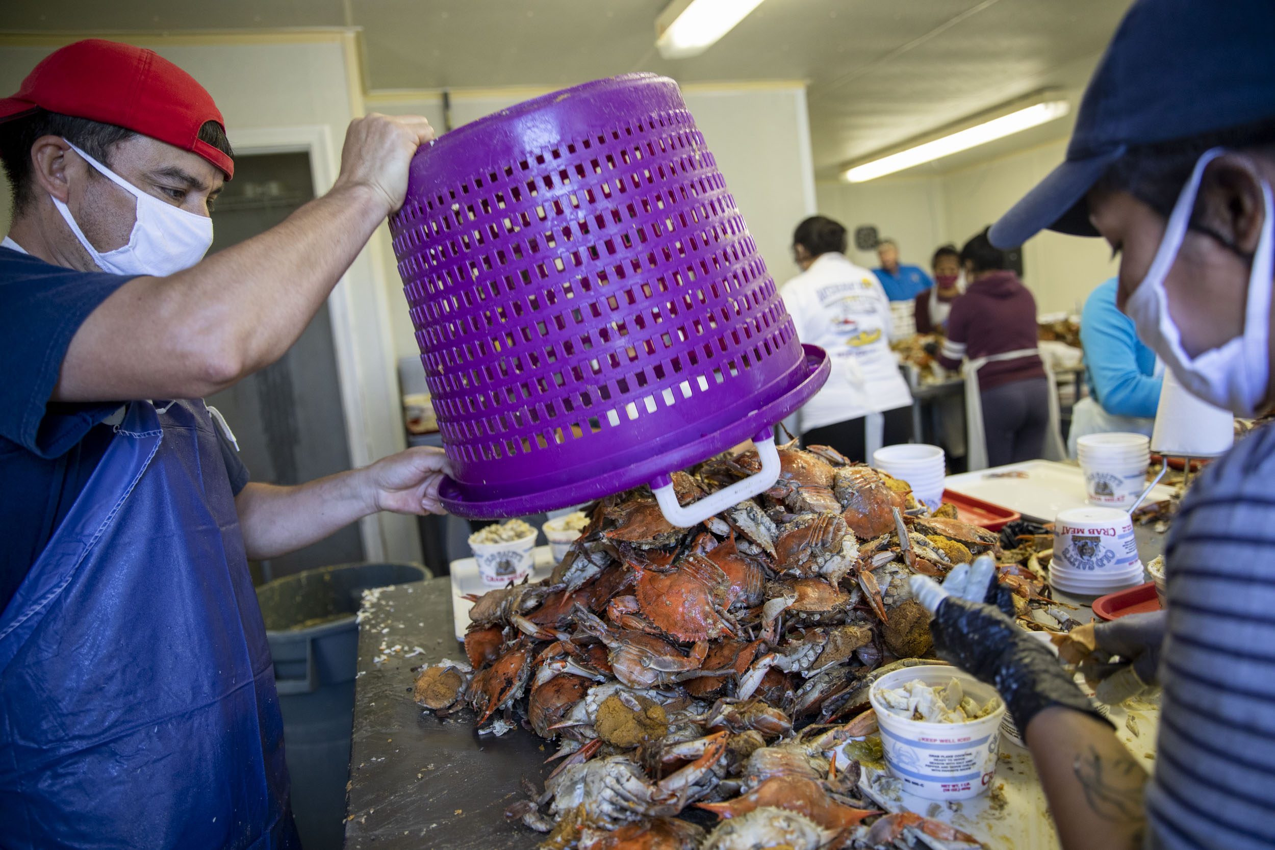 Maryland Crab Workers Are Bouncing Back From The Pandemic | DCist