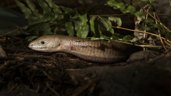 National Zoo Welcomes Glass Lizard Hatchlings For The First Time In ...