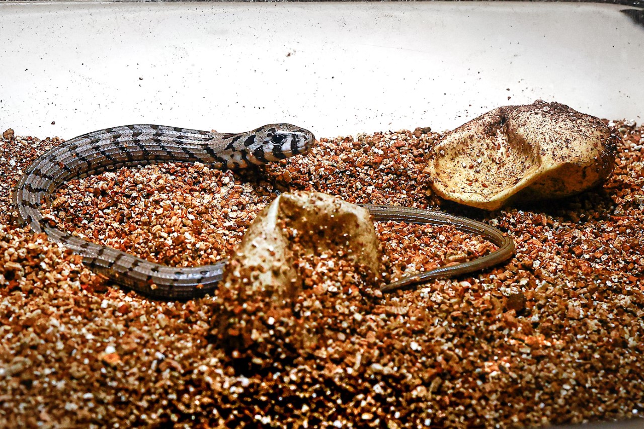 National Zoo Weclomes First Glass Lizard Hatchlings In 25 Years