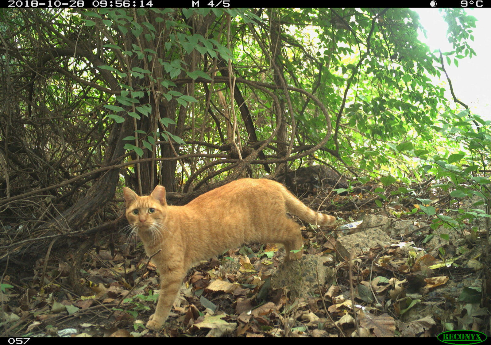 There Are Roughly 200,000 Cats In D.C. Yes, Someone Counted | DCist