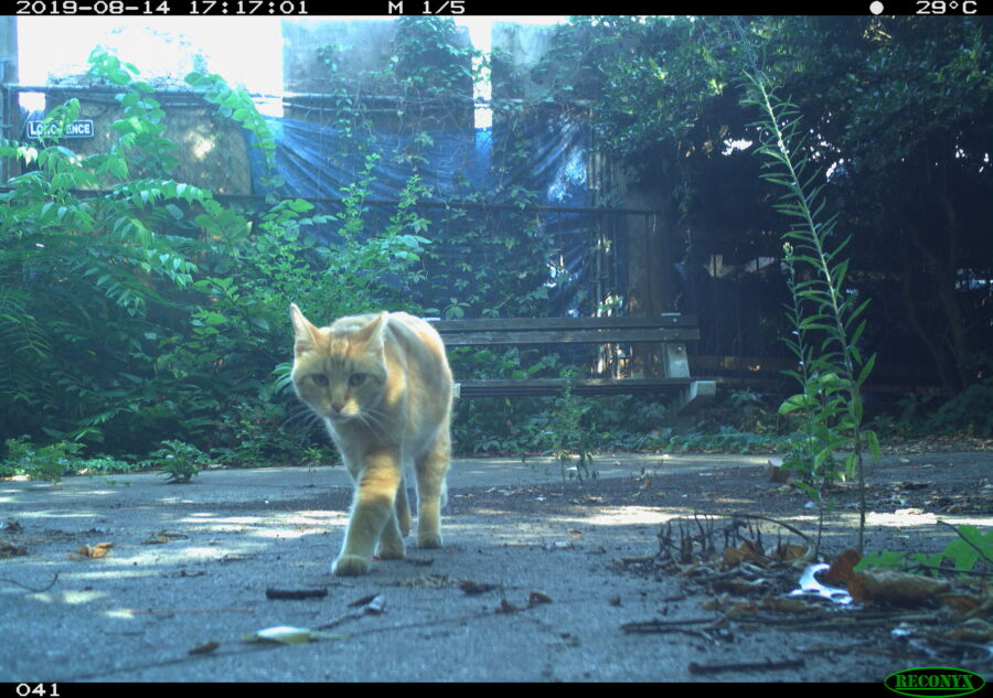 There Are Roughly 200,000 Cats In D.C. Yes, Someone Counted | DCist