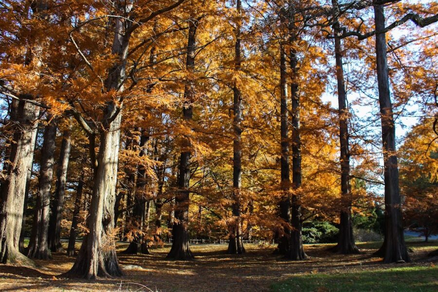 November Leaves