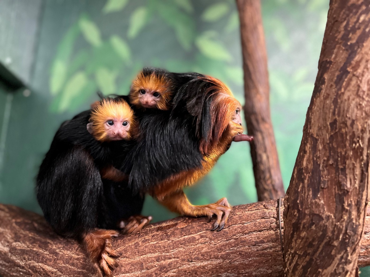 Twin Golden-Headed Lion Tamarins Born At The National Zoo | DCist