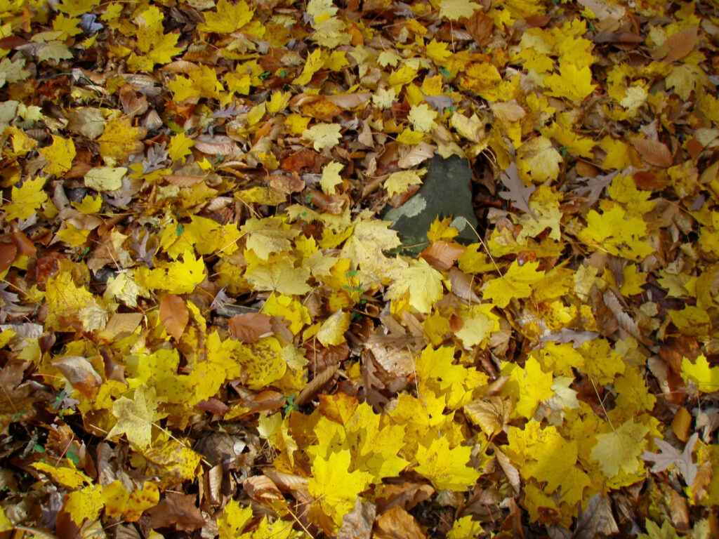 What To Know About DC's Leaf Collection Season