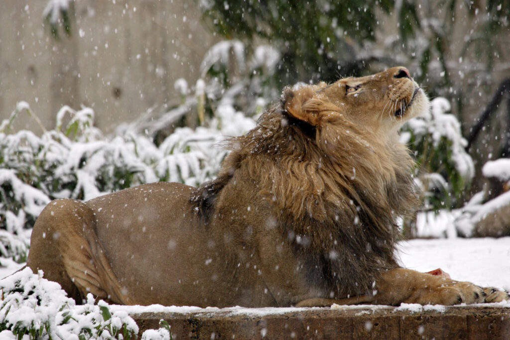 Luke The Lion Dies At The Smithsonian National Zoo | DCist