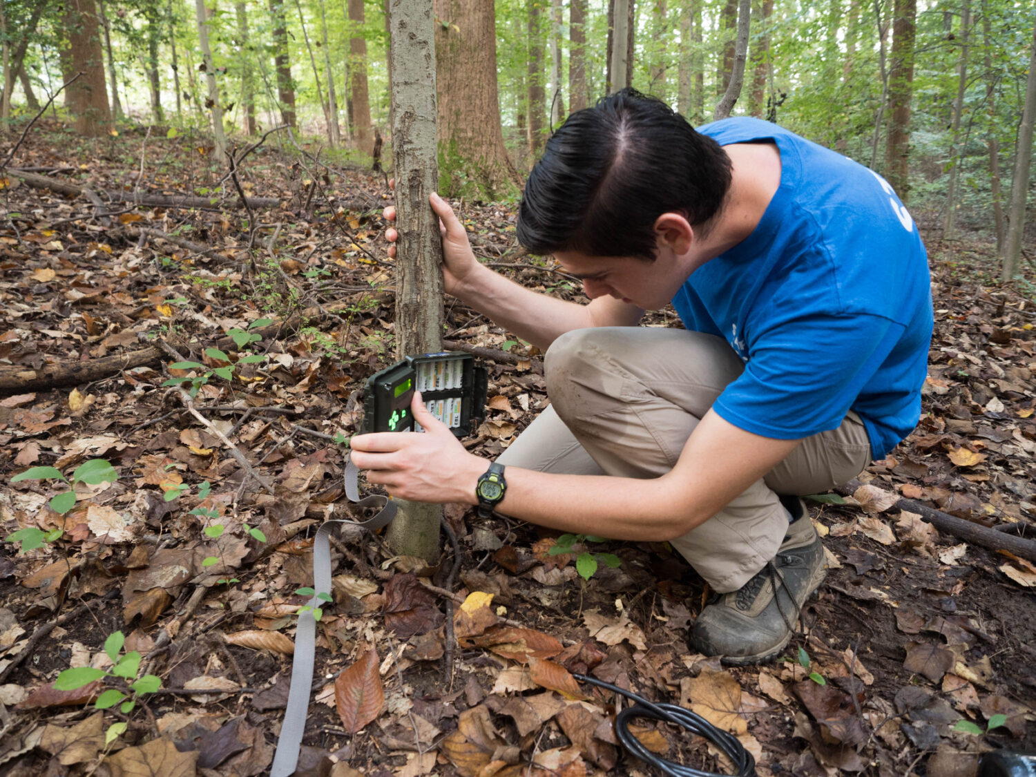 New Research Shows Where D.C.’s Cats Are Most Deadly To Native Wildlife ...