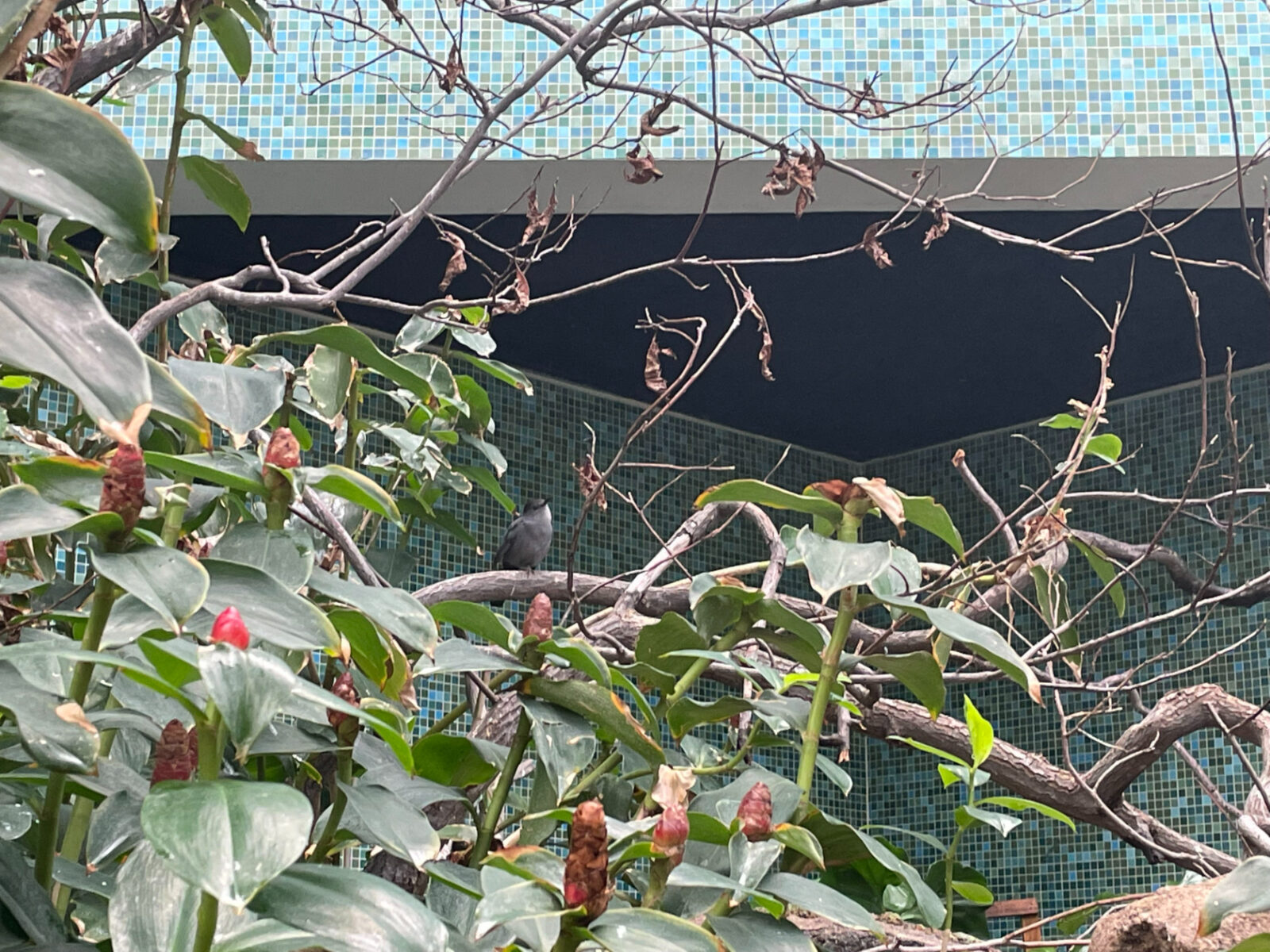 A Look Inside The National Zoo’s Renovated Bird House, Opening Next ...