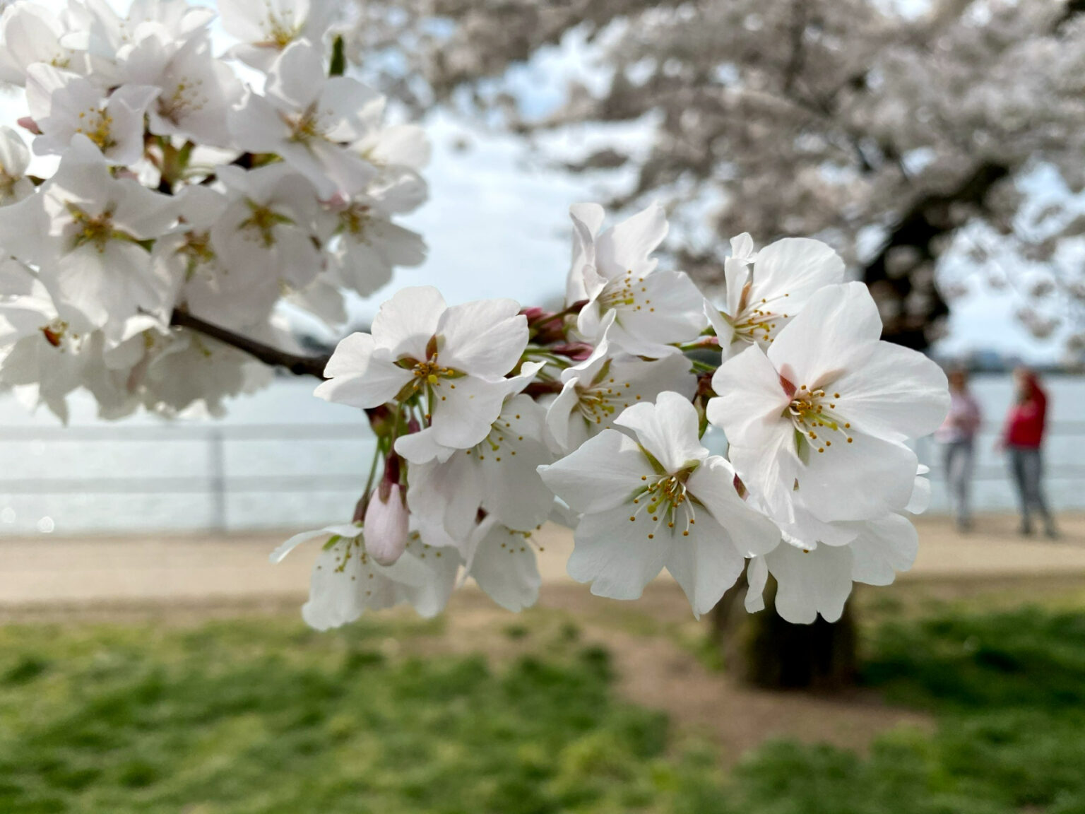 What Is The Cherry Blossom Indicator Tree, And Why Is It Budding In ...