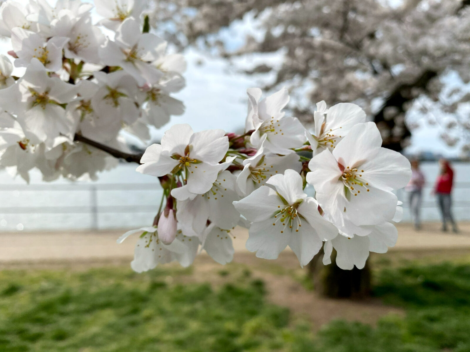 What Is The Cherry Blossom Indicator Tree, And Why Is It Budding In ...