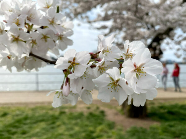 What Is The Cherry Blossom Indicator Tree, And Why Is It Budding In ...