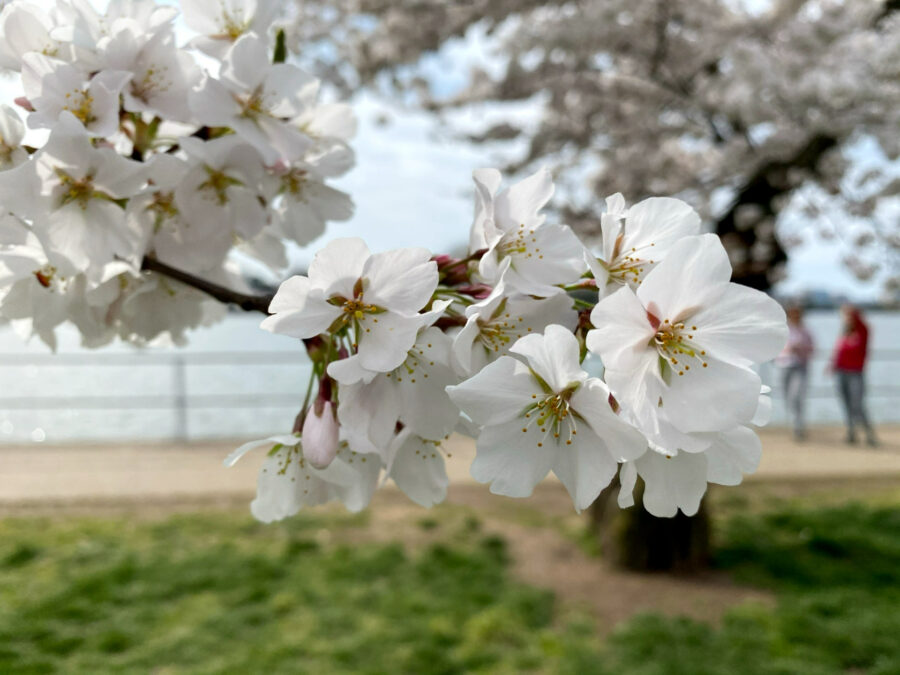 What Is The Cherry Blossom Indicator Tree, And Why Is It Budding In ...