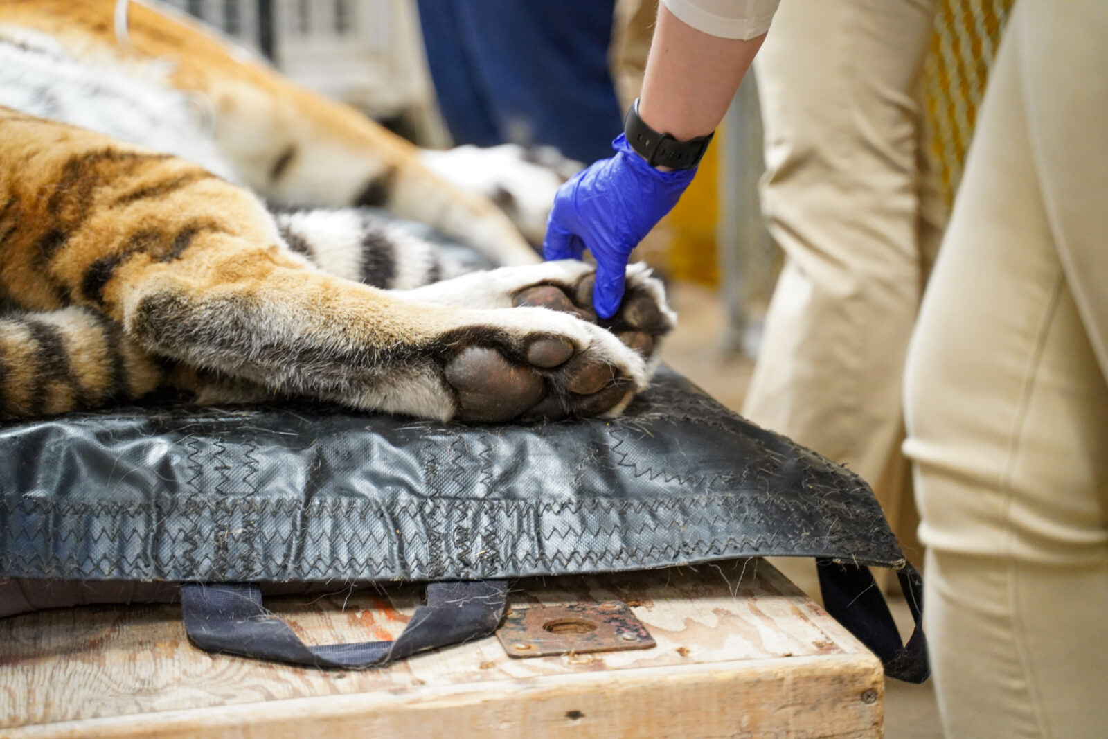 National Zoo Tries Artificial Insemination To Help Siberian Tigers ...