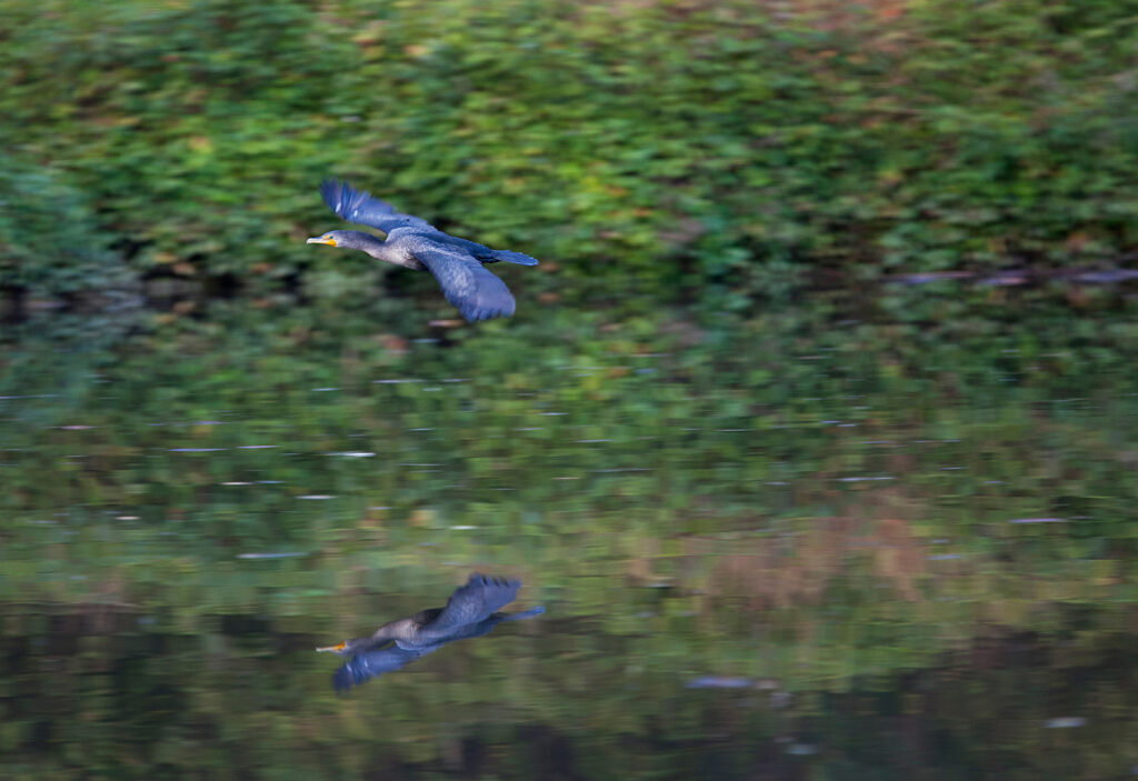 Where To Bird Watch In The DC Region This Spring