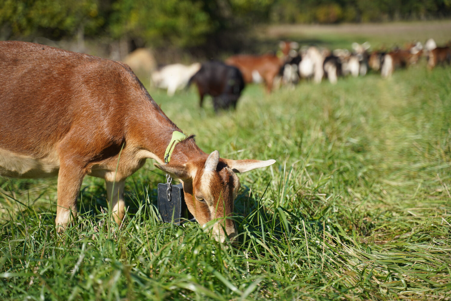 Goats Wearing Solar-Powered GPS Collars Are Helping Clean Up The ...
