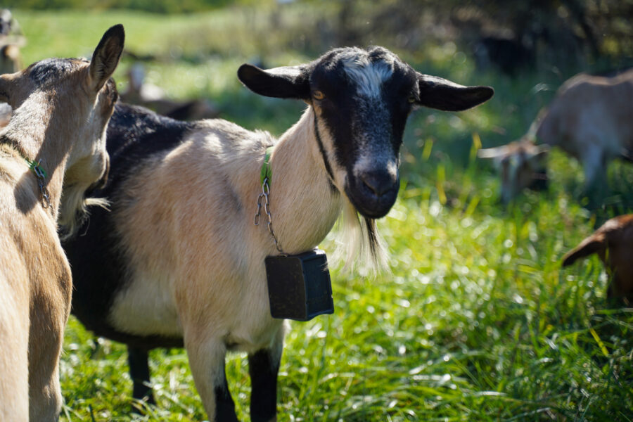 Goats Wearing Solar-Powered GPS Collars Are Helping Clean Up The ...