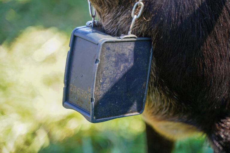 Goats Wearing Solar-Powered GPS Collars Are Helping Clean Up The ...