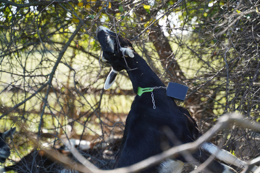Goats Wearing Solar-Powered GPS Collars Are Helping Clean Up The ...