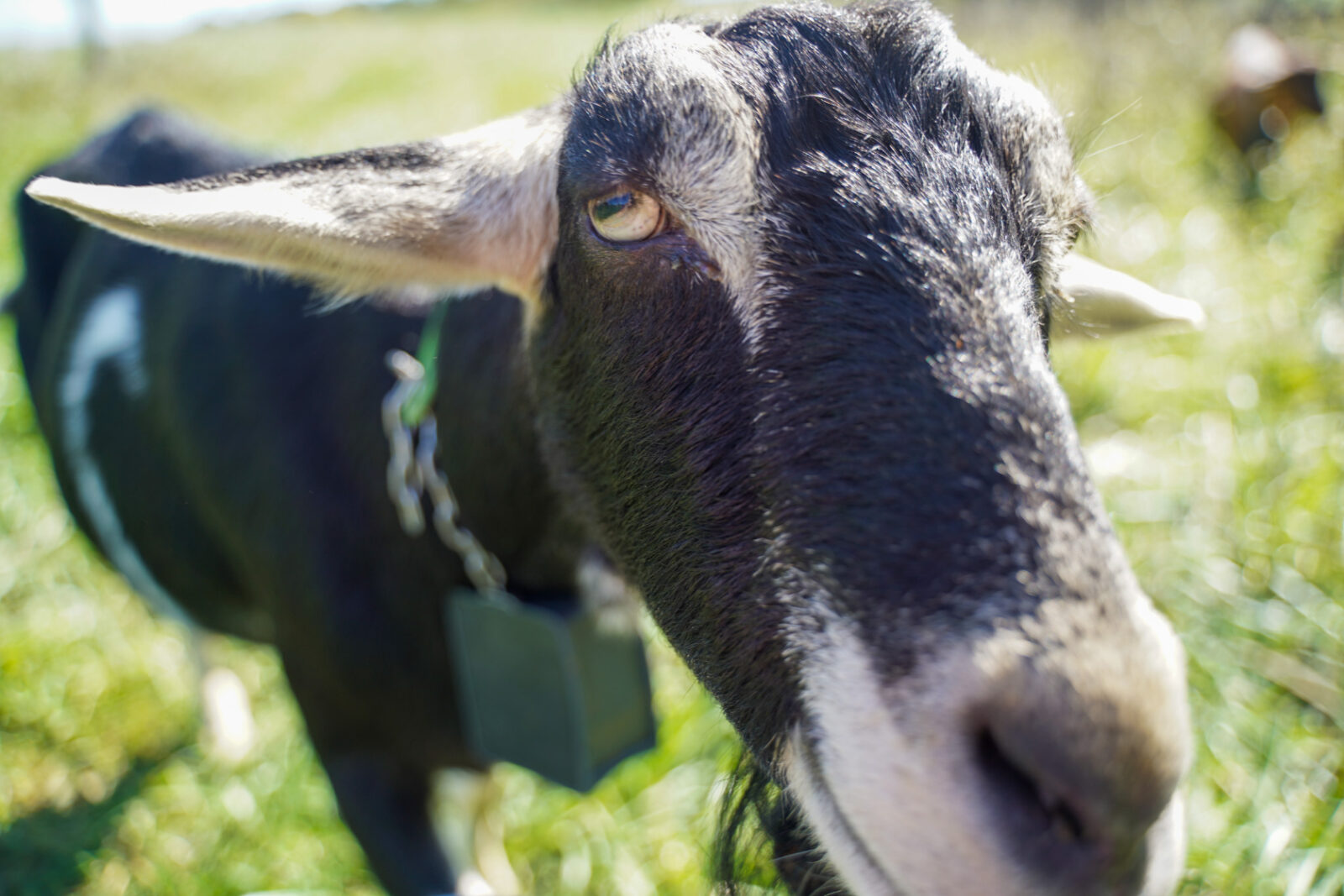 Goats Wearing Solar-Powered GPS Collars Are Helping Clean Up The ...