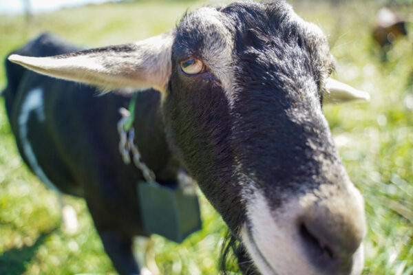 Goats Wearing Solar-Powered GPS Collars Are Helping Clean Up The ...