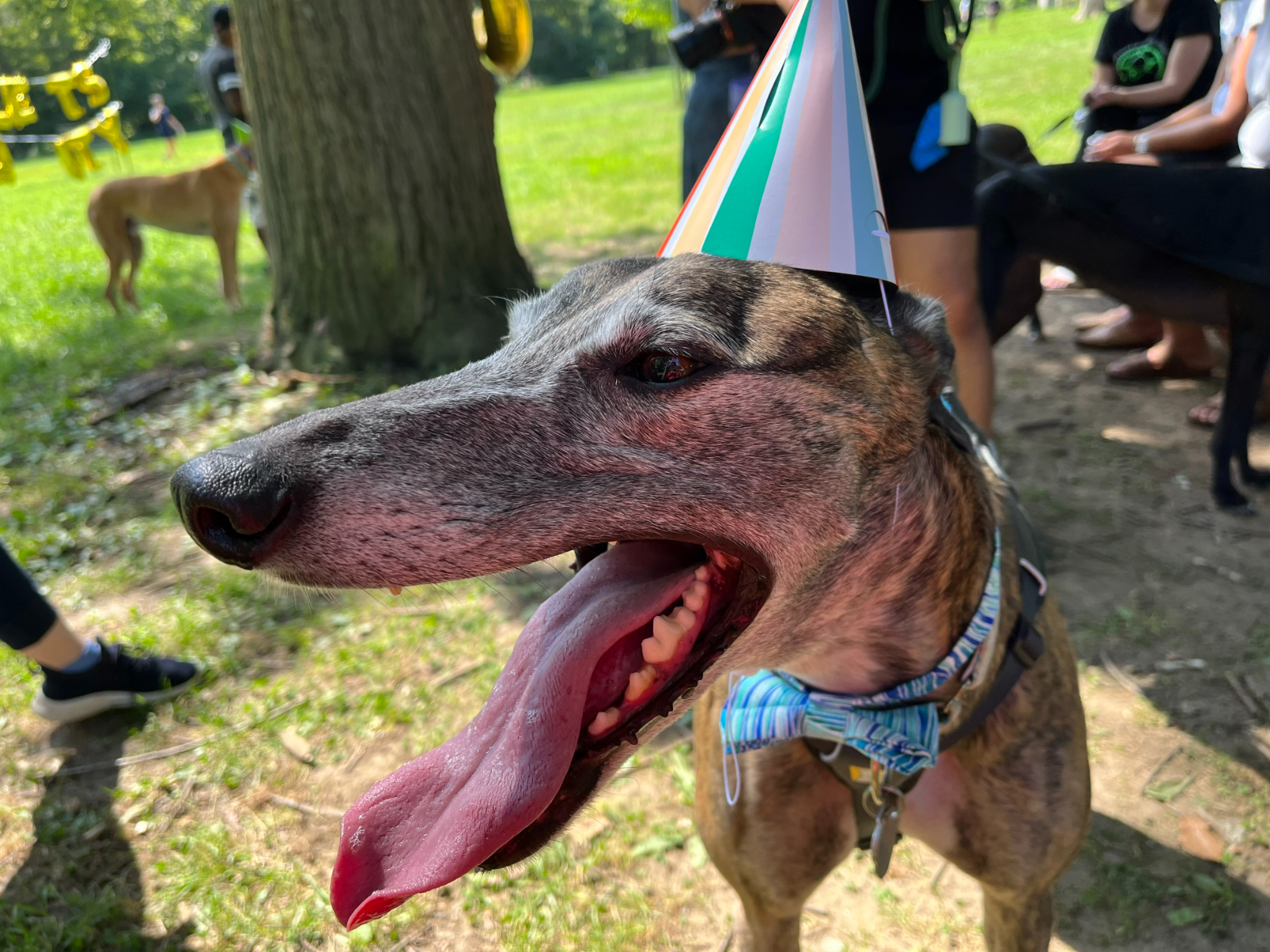 Inside DC's Thriving Community Of Greyhound Enthusiasts | DCist