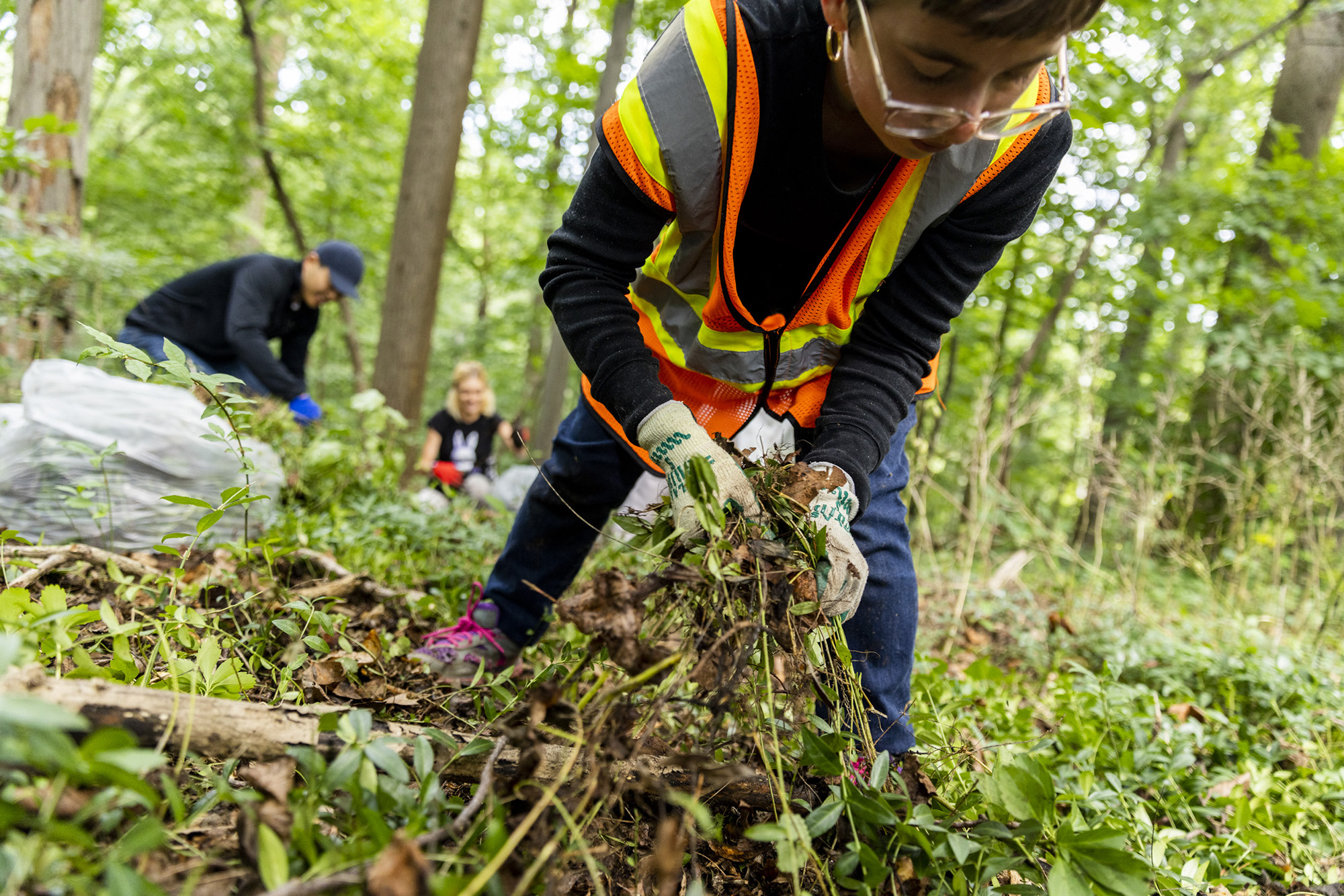 Five Things You Can Do To Help Save Local Forests | DCist
